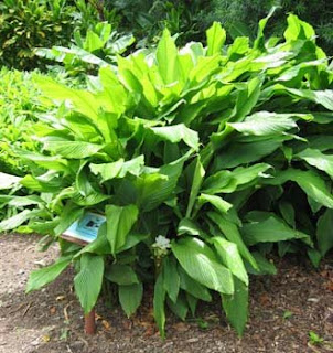 Ethnobotany: TURMERIC (Curcuma longa L.)